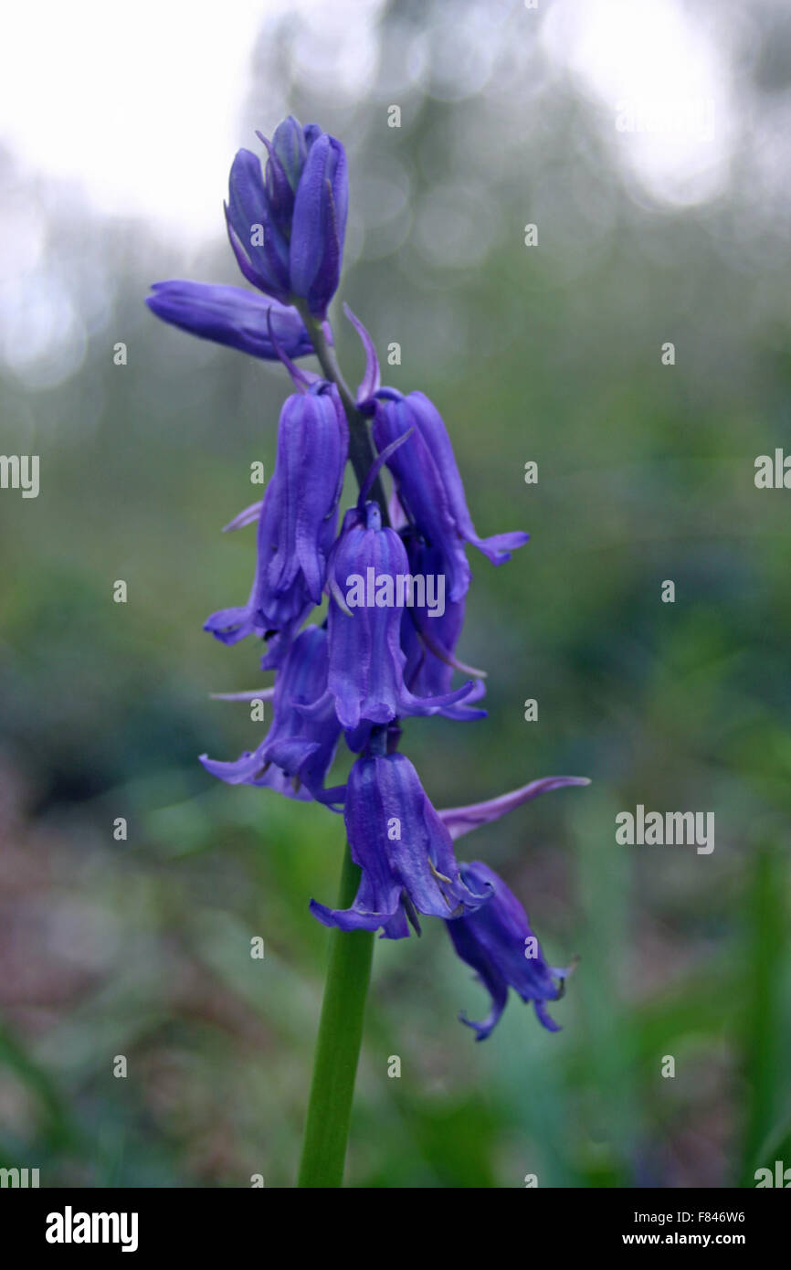 Single bluebell flower hi-res stock photography and images - Alamy