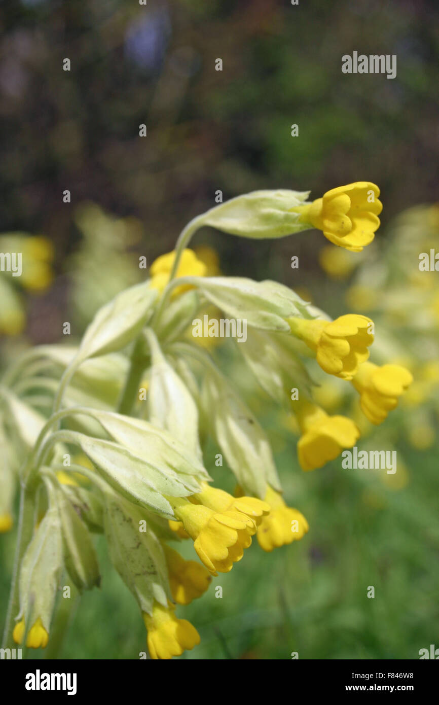 Cowslips road hi-res stock photography and images - Alamy