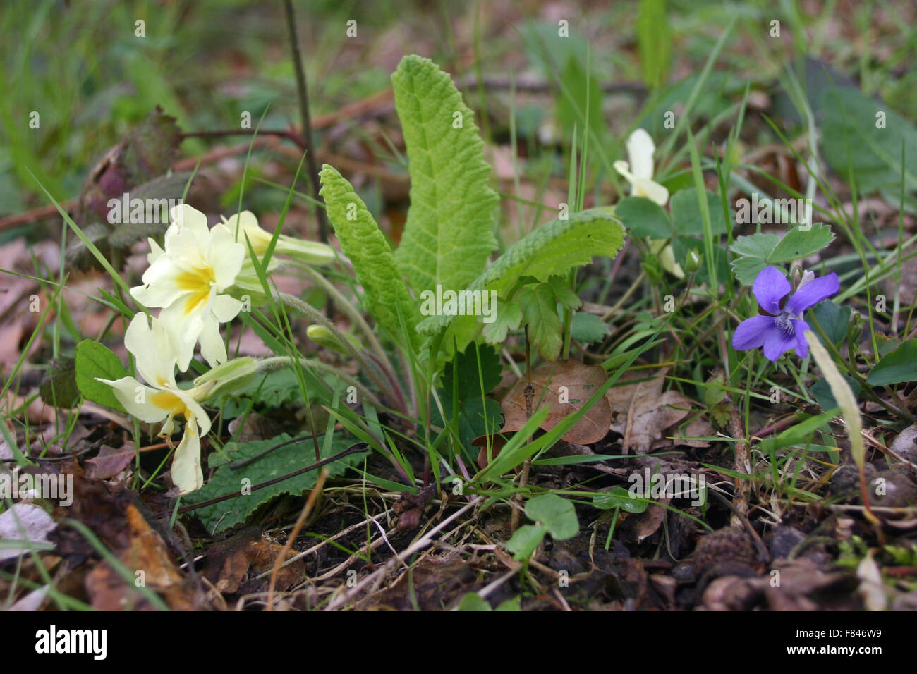 Primrose and violet flowers Stock Photo - Alamy