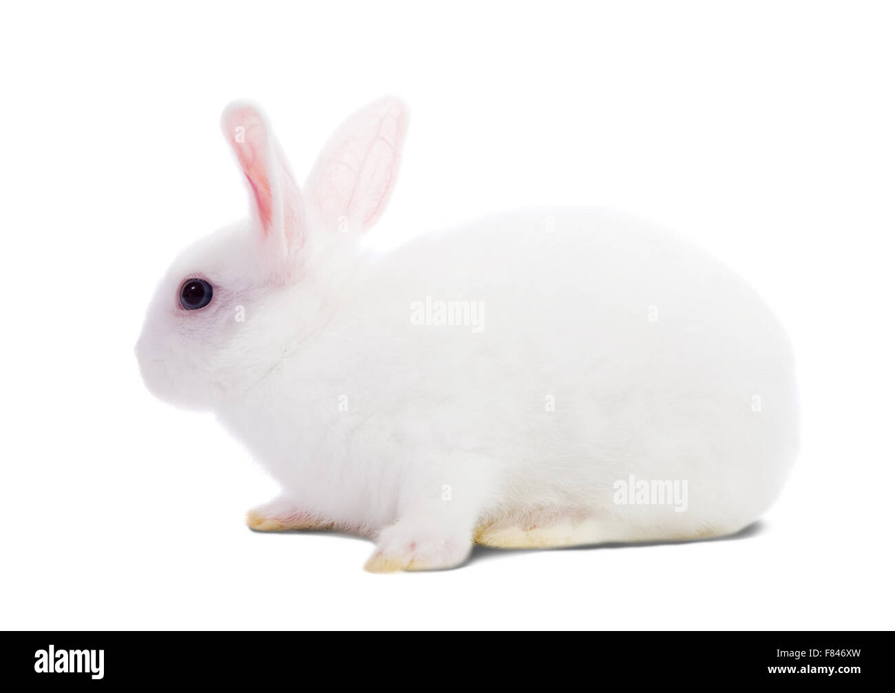 Little white rabbit. Isolated on white background Stock Photo - Alamy