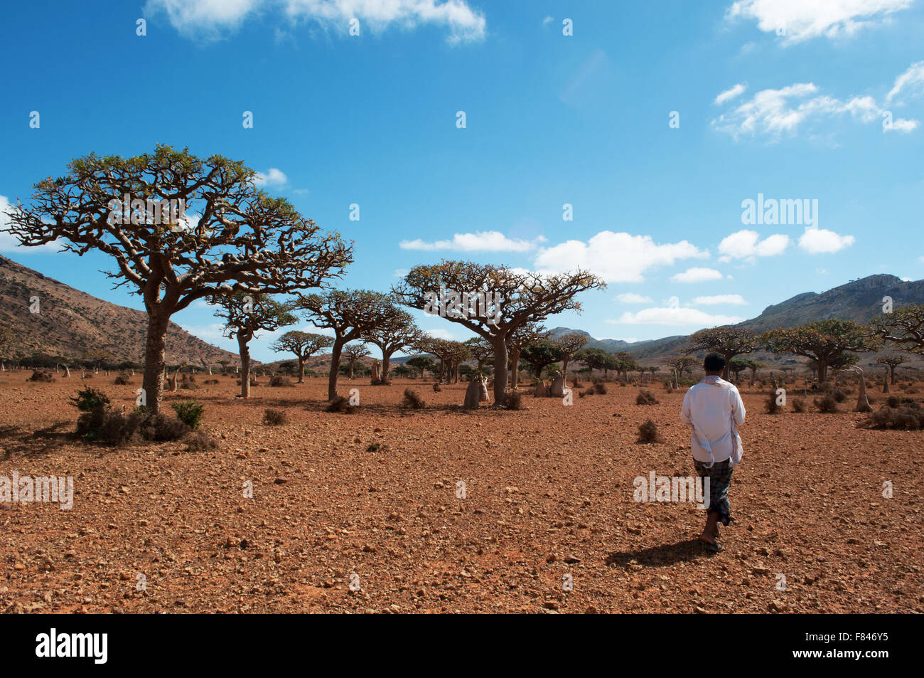 A guide in the Dragon Blood Trees forest in Homhil Plateau, Socotra ...