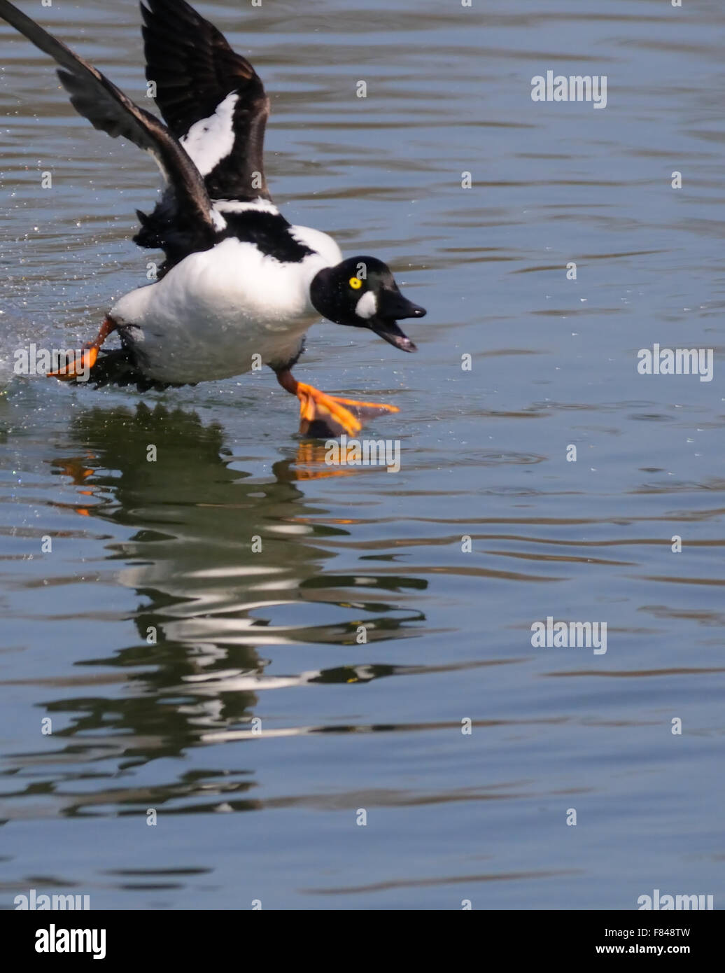 Pond water surface hi-res stock photography and images - Alamy