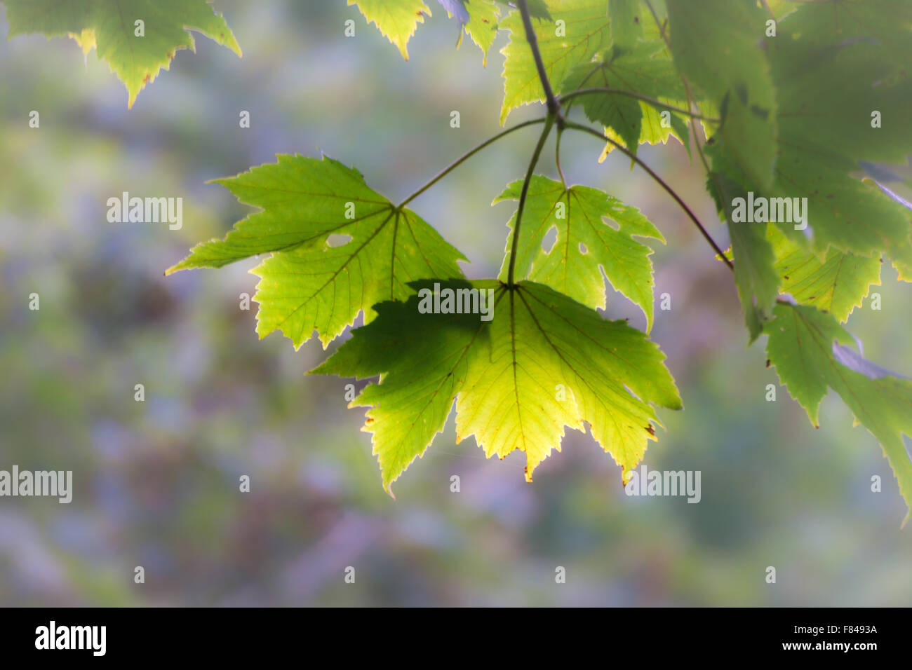 Sycamore leaves hi-res stock photography and images - Alamy