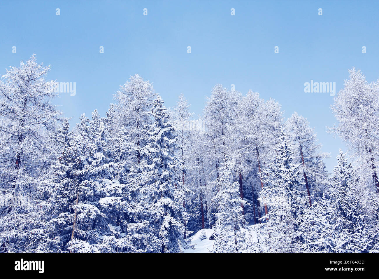 Beautiful winter landscape with fir forest in mountains Stock Photo - Alamy