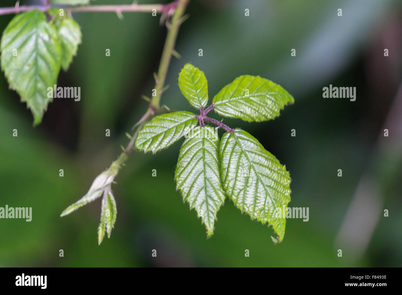 Bramble leaf hi-res stock photography and images - Alamy