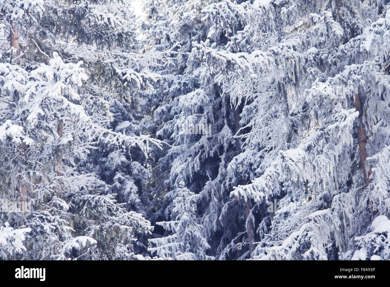 Beautiful winter landscape with fir forest in mountains Stock Photo - Alamy