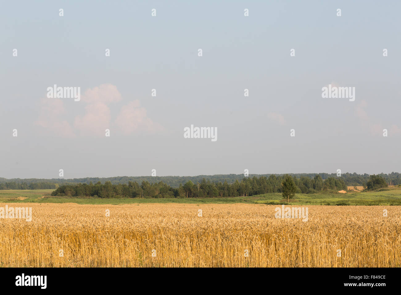 Farming a wheat Field Stock Photo - Alamy