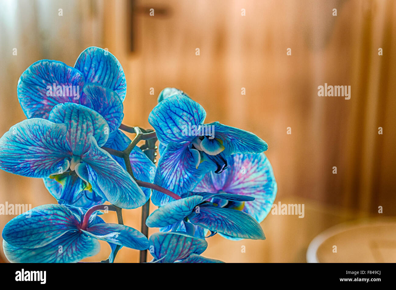 Blue orchid hi-res stock photography and images - Alamy