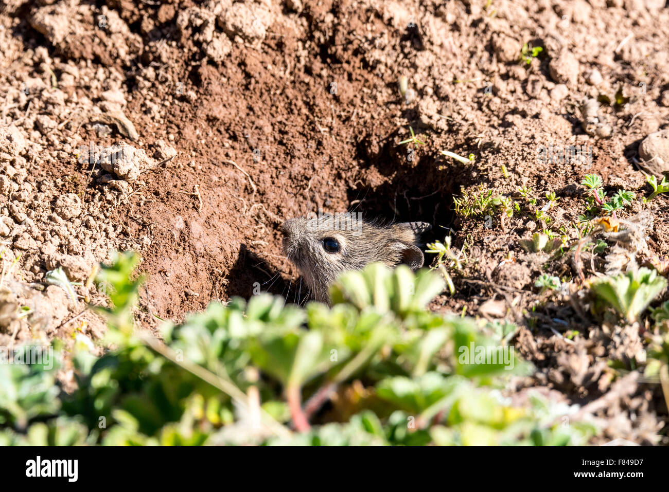 Blicks grass rat hi-res stock photography and images - Alamy