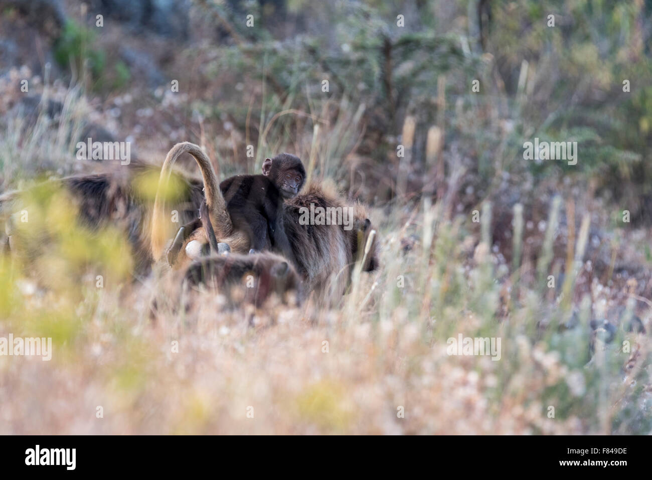 A mother Gelada Baboon with a baby on her back at Debre Libanos ...