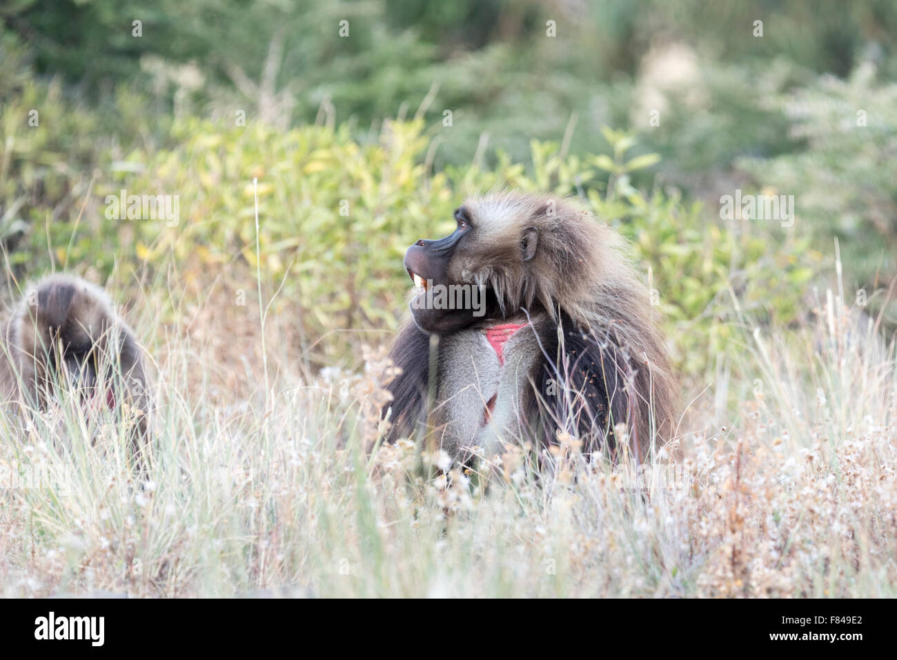 A male Gelada Baboon bearing its teeth whilst foraging. An Ethiopian ...