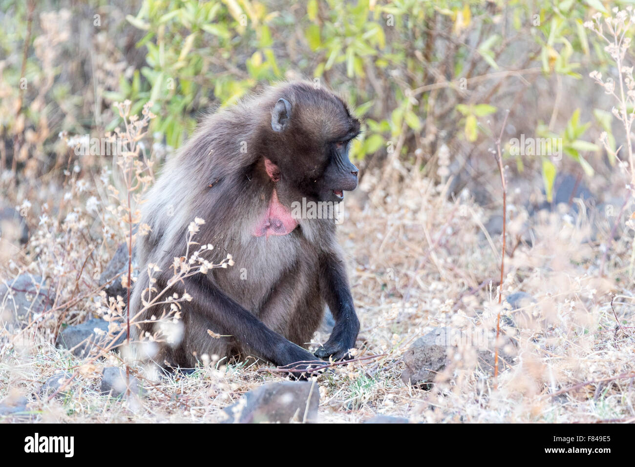 Ethiopian baboon hi-res stock photography and images - Alamy