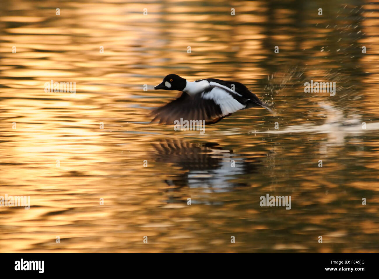 Common Goldeneye Flying