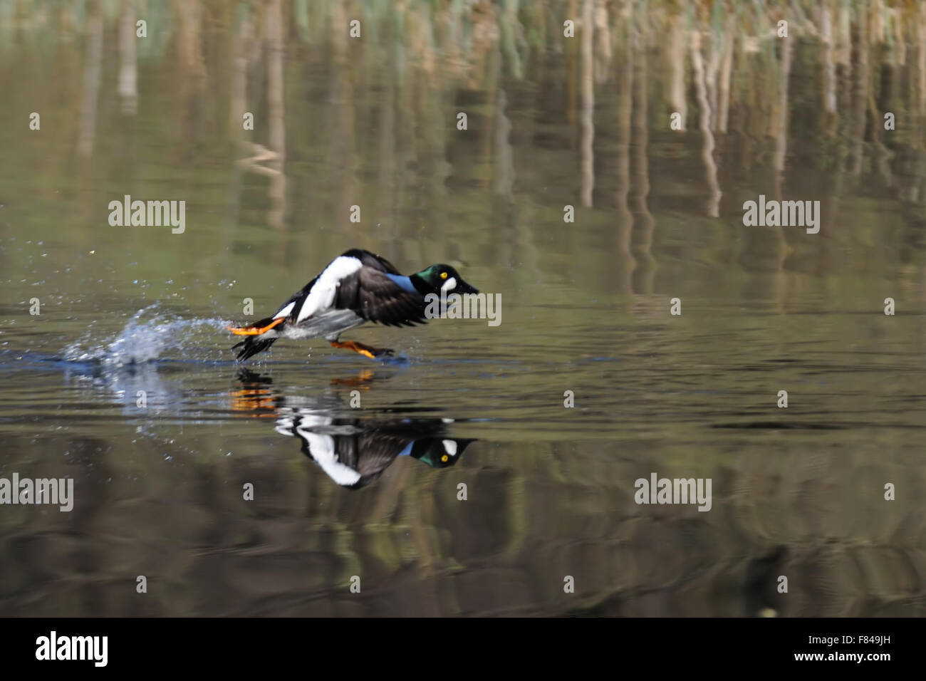 Male Common goldeneye running on the pond water surface in spring Stock ...