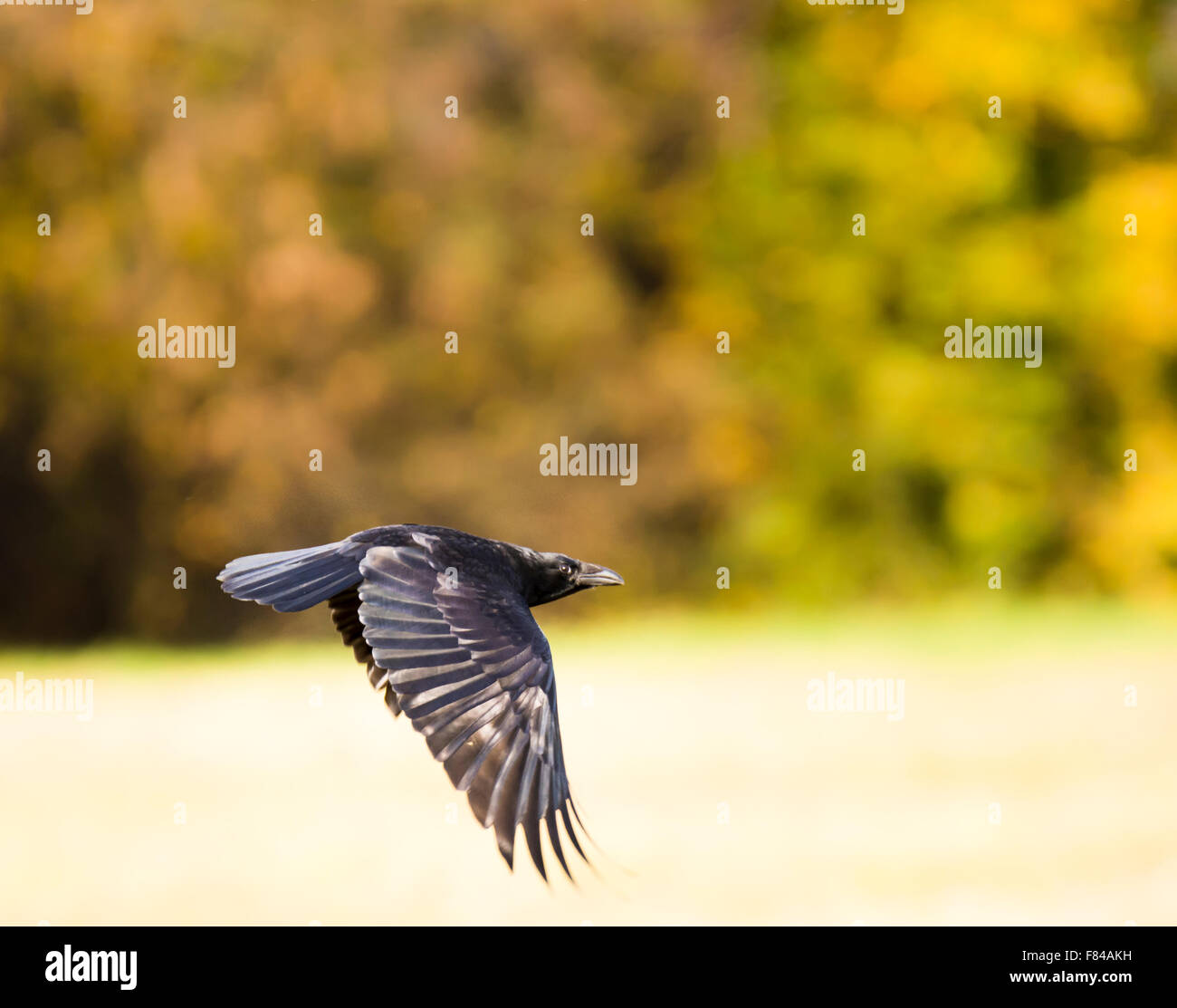 Raven flying feathers hi-res stock photography and images - Alamy