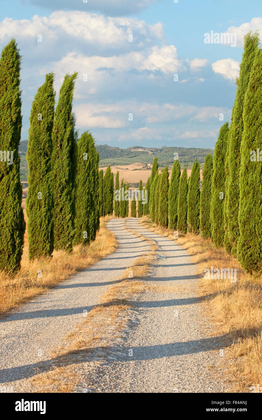 Tuscany cypress tree road hi-res stock photography and images - Alamy