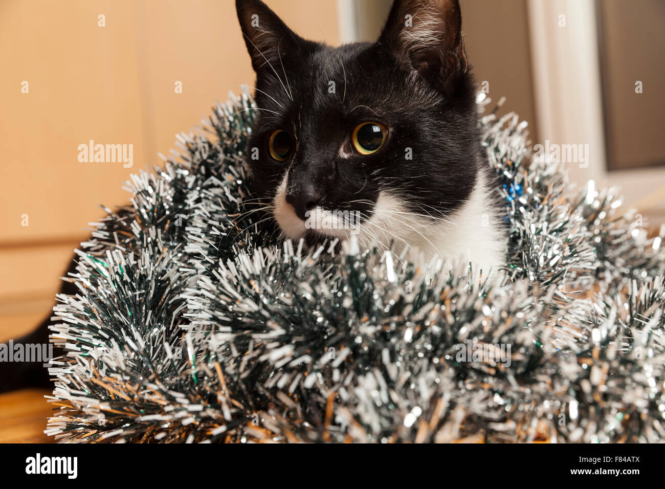 Black and white cat funny hi-res stock photography and images - Alamy