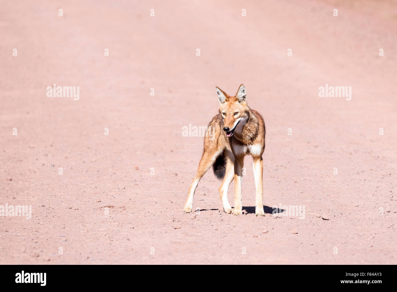 Ethiopian dog hi-res stock photography and images - Alamy