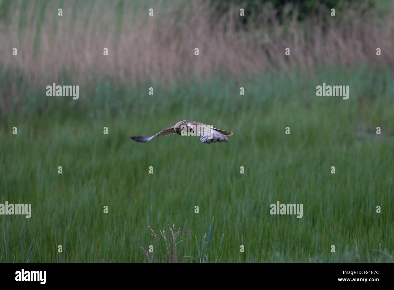 adult male Marsh Harrier in flight hunting over grass fields looking ...