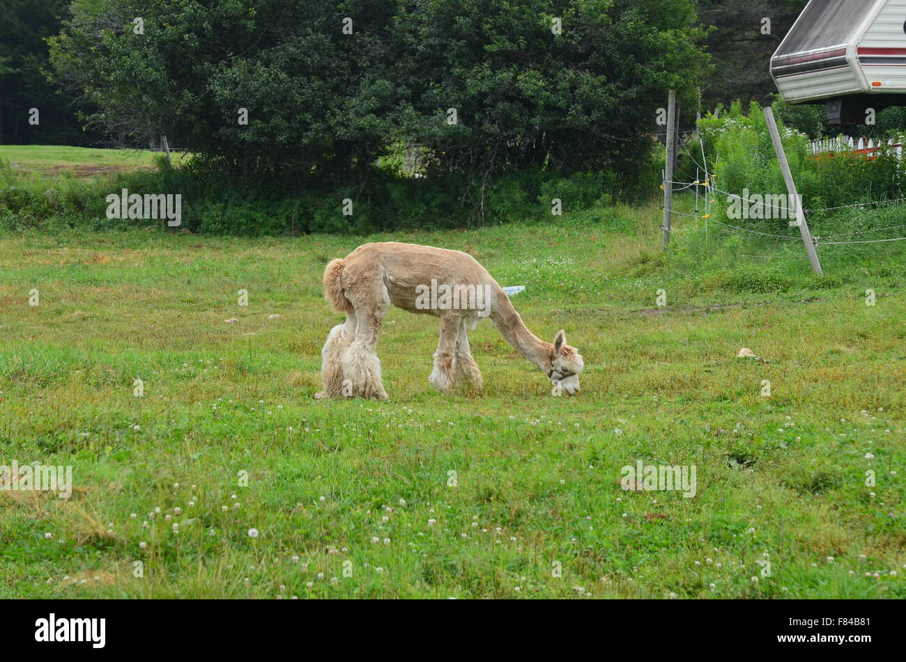 Sheared llama hi-res stock photography and images - Alamy