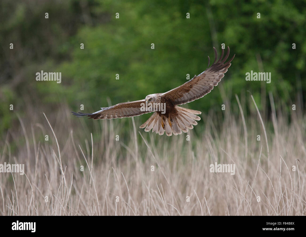 Adult male marsh harrier in hi-res stock photography and images - Alamy