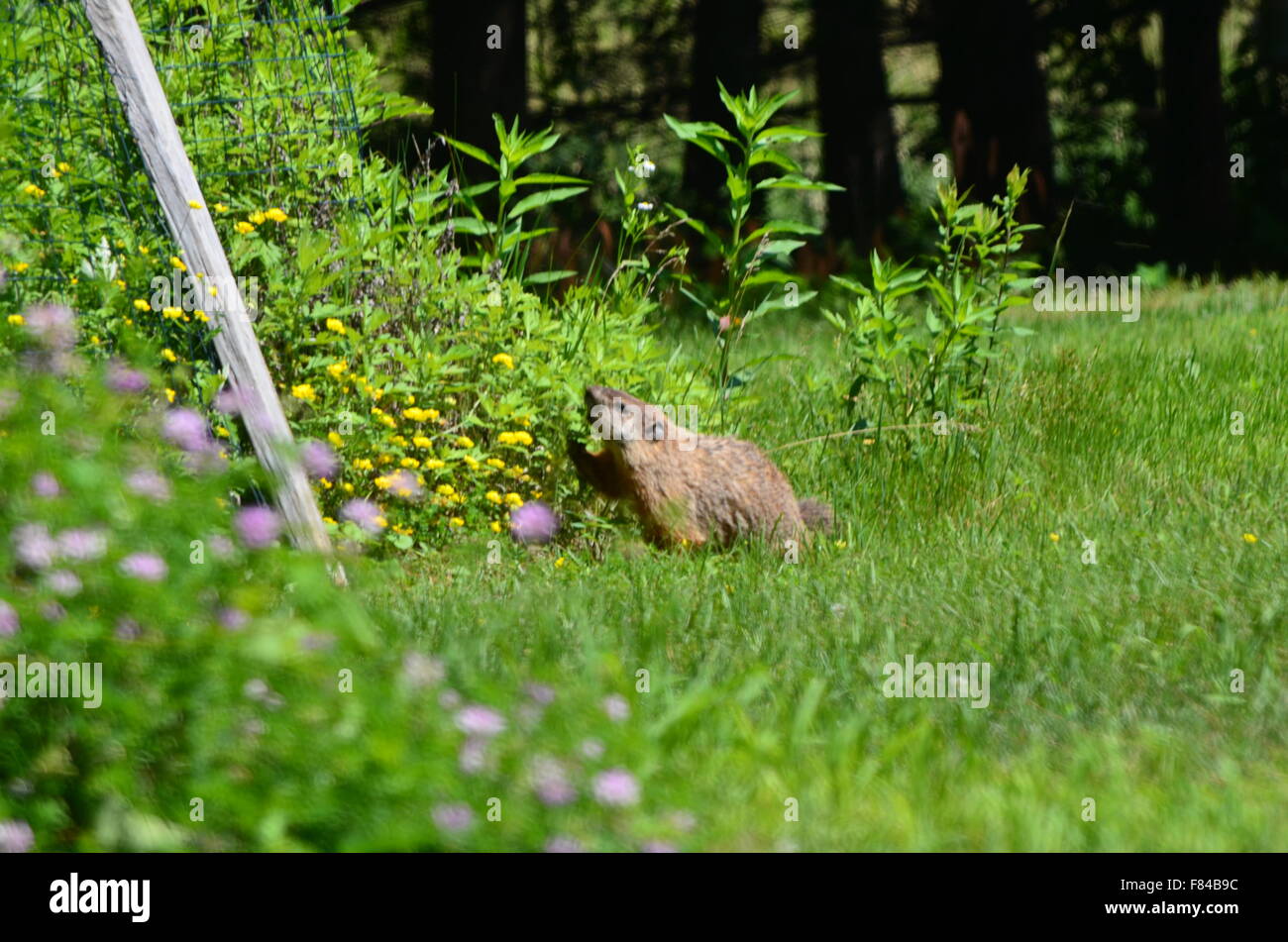 Woodchucks hi-res stock photography and images - Alamy