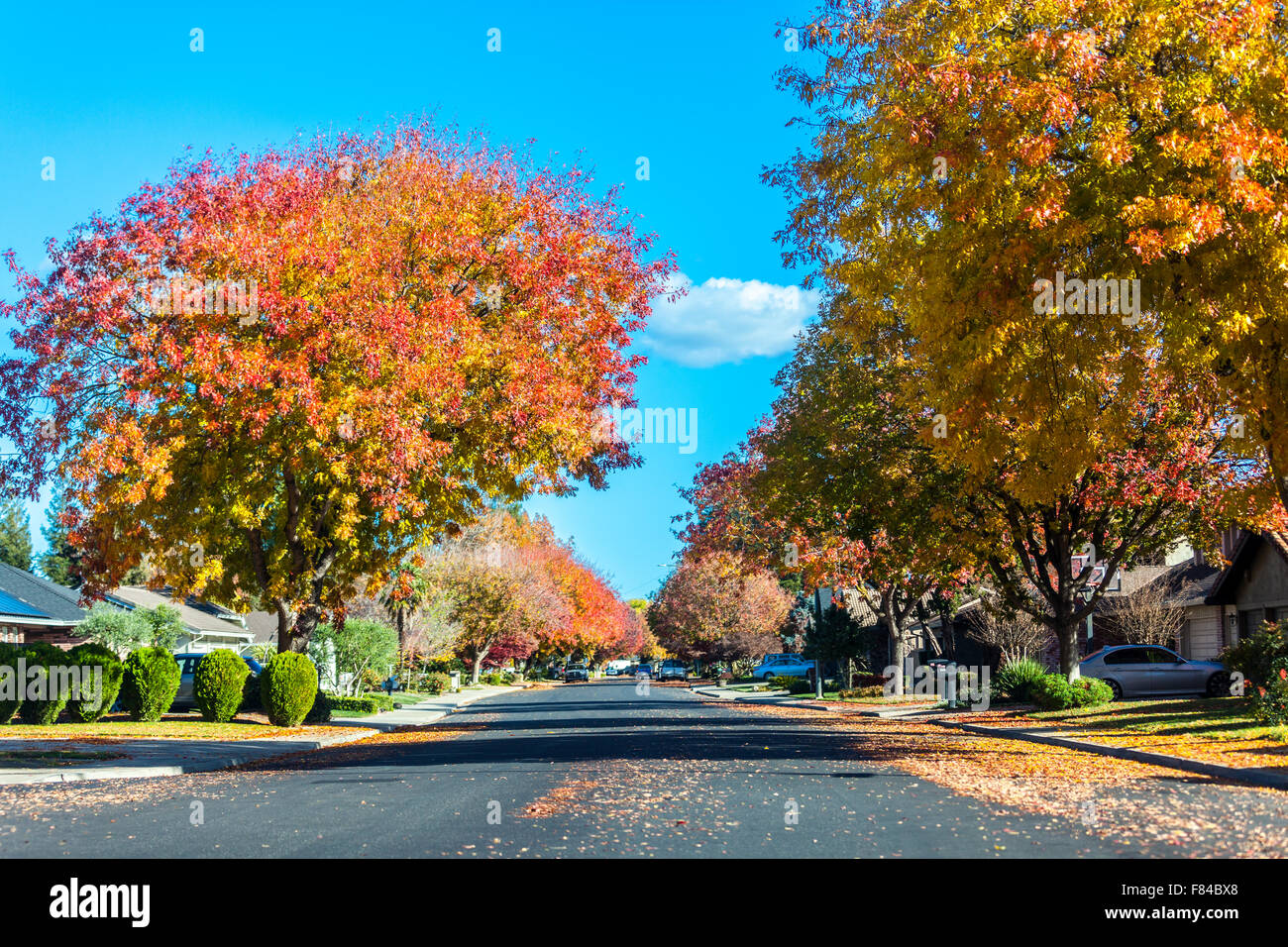 A suburban street in Modesto California with fall colors in full force ...
