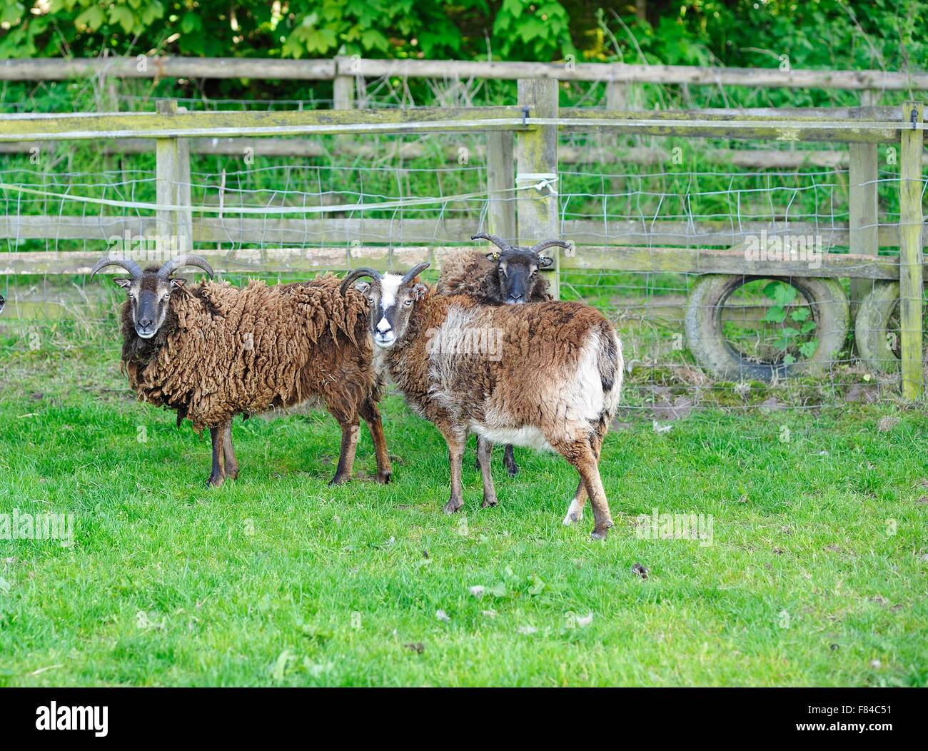 Herd of rare breed Sheep Stock Photo - Alamy