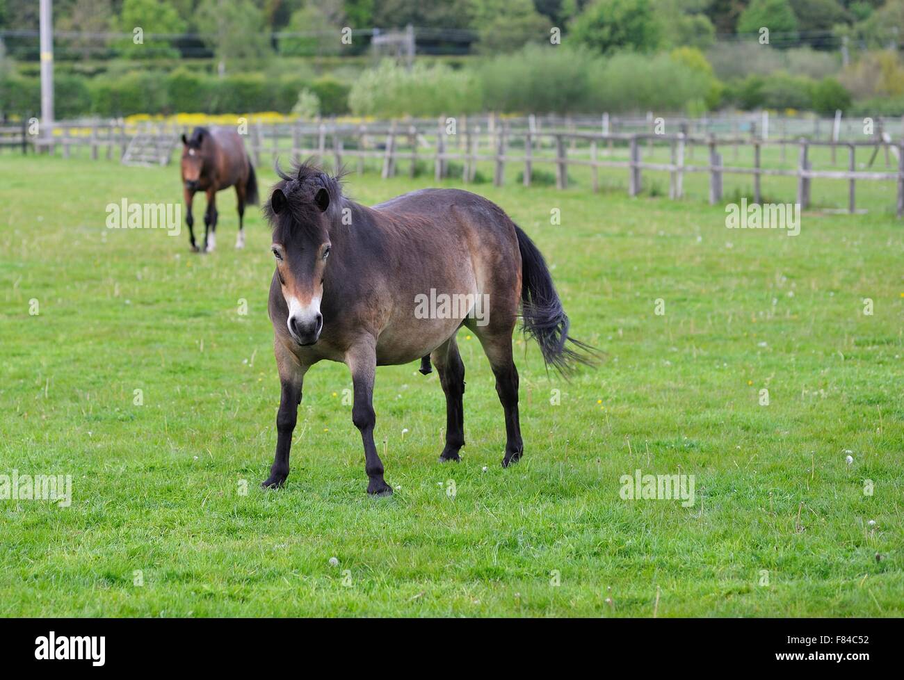 Stallion standing its ground Stock Photo - Alamy