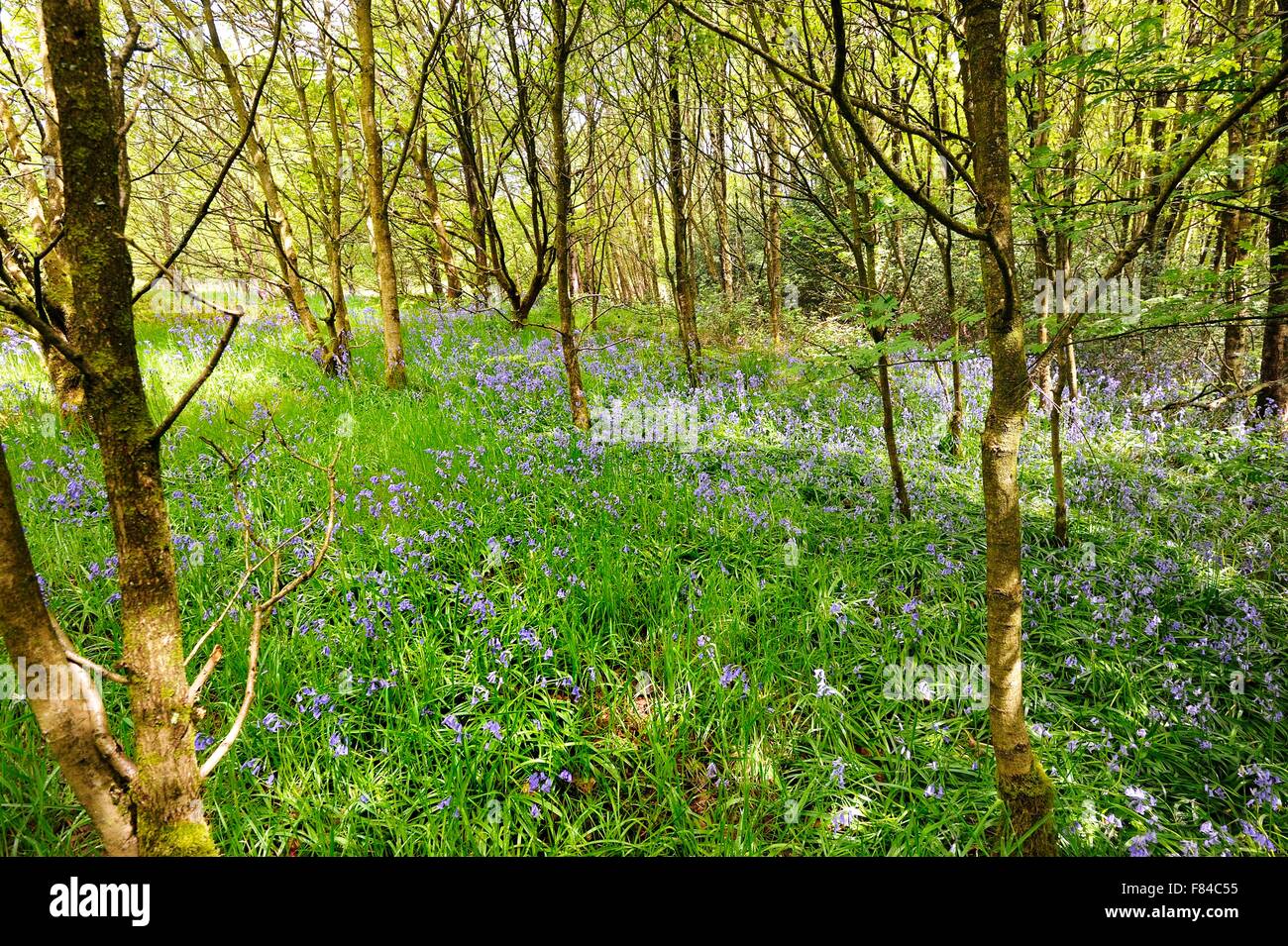 Sunlight on the Bluebells Stock Photo - Alamy