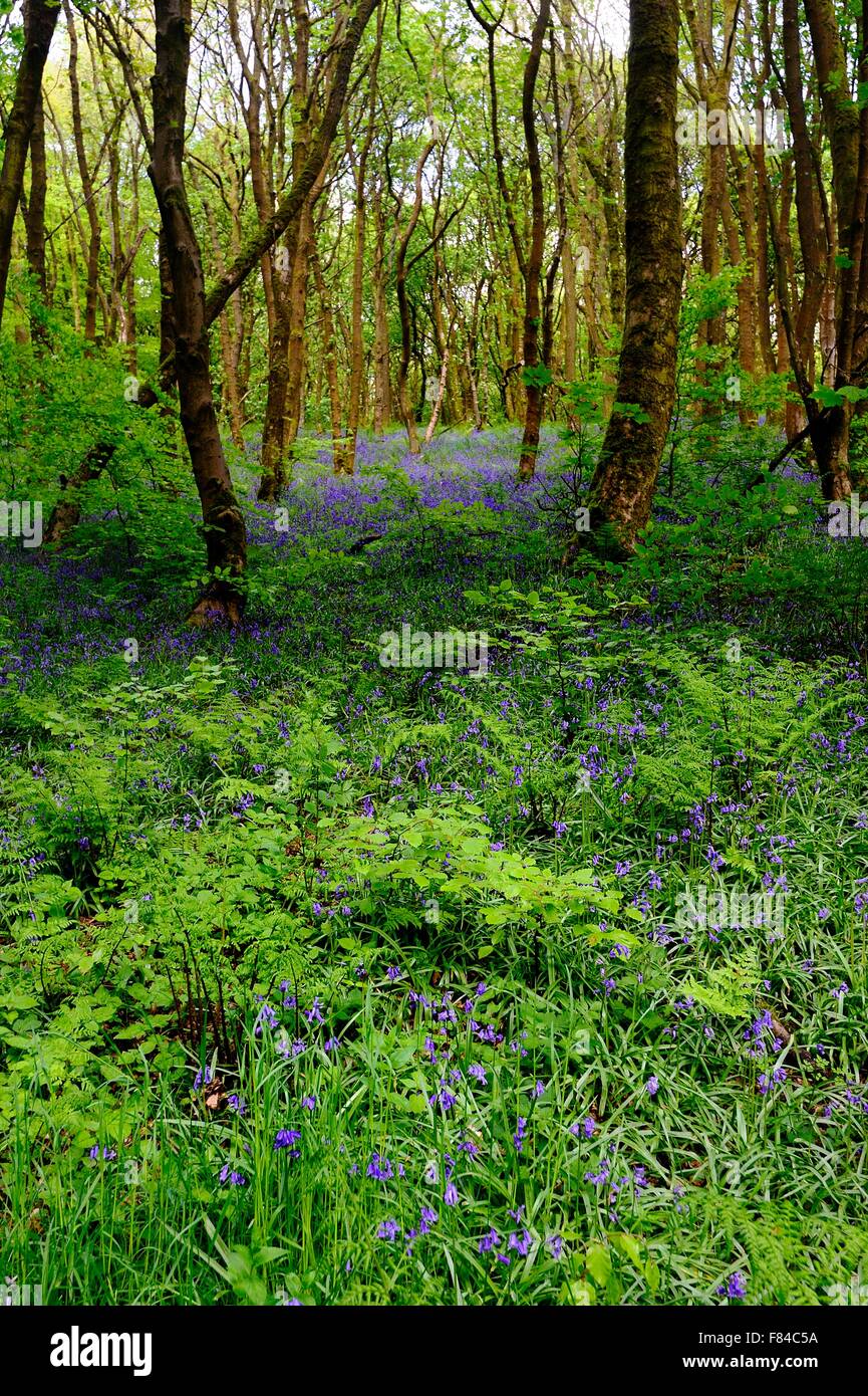 Sunlight on the Bluebells Stock Photo - Alamy