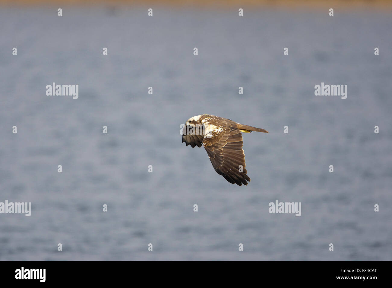 female Marsh Harrier in flight from above against water background ...