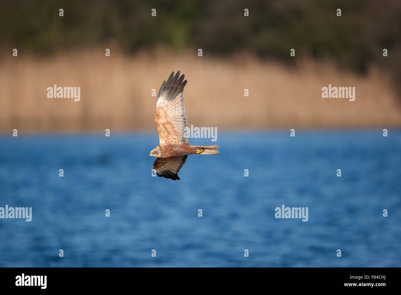 adult male Marsh Harrier in flight from below against reeds and water ...
