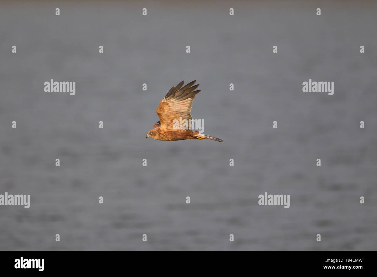Immature male marsh harrier in flight from below over water hi-res ...