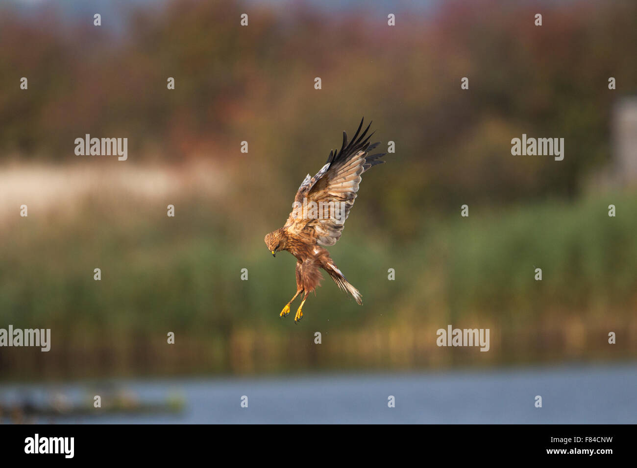 immature male Marsh Harrier in flight from below hunting over water and ...