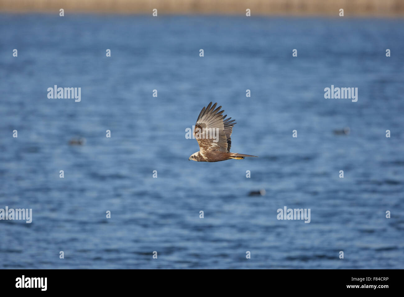 Female marsh harrier hi-res stock photography and images - Alamy