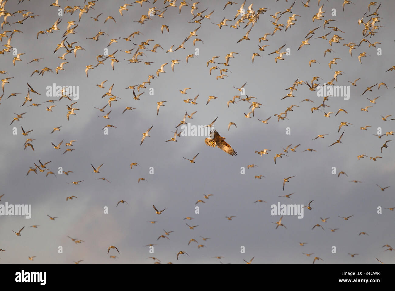 Golden plovers hi-res stock photography and images - Alamy