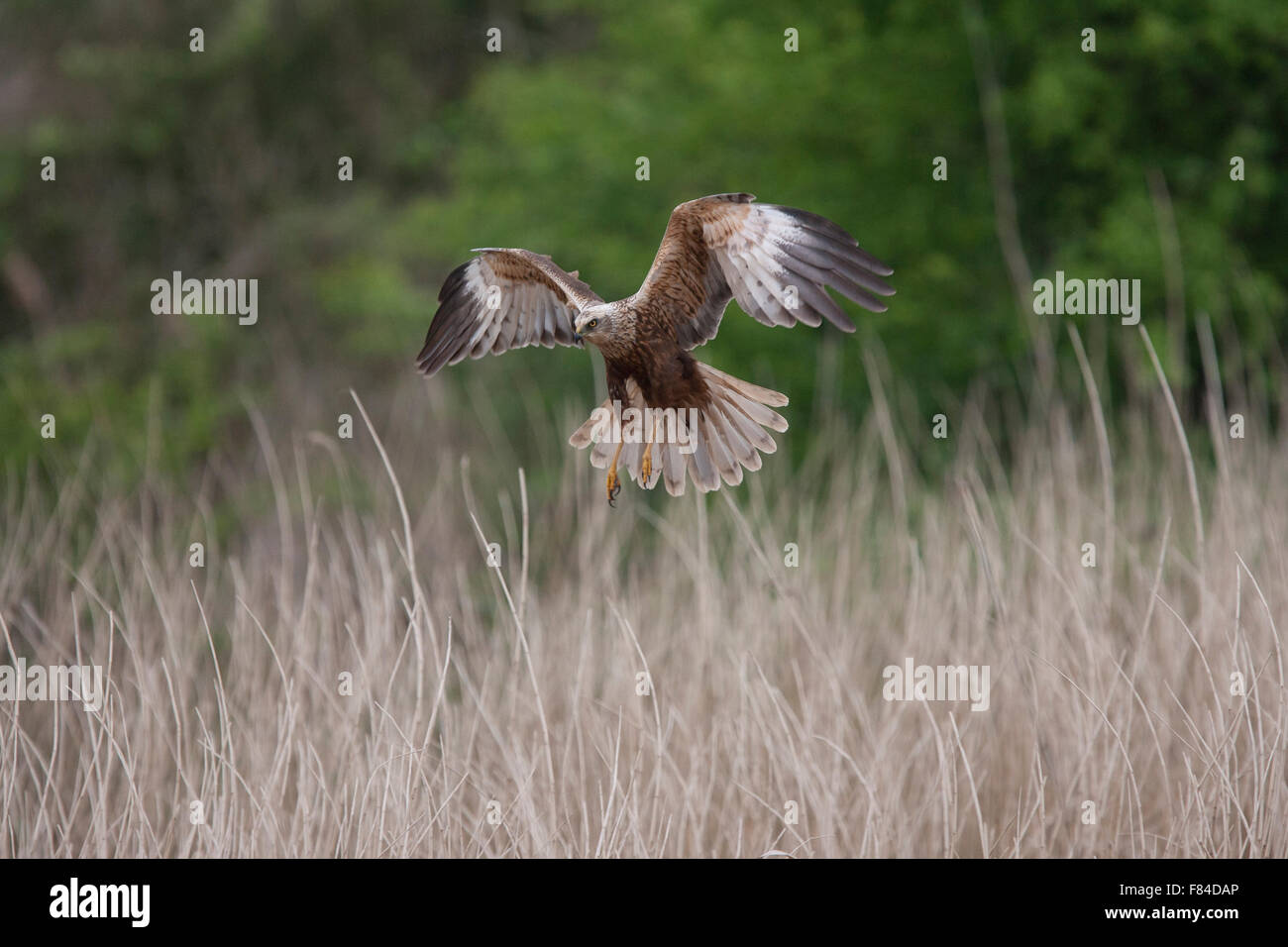 male Marsh Harrier in flight from below with bushes as background Stock ...