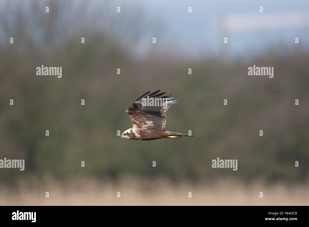 Female marsh harrier hi-res stock photography and images - Alamy