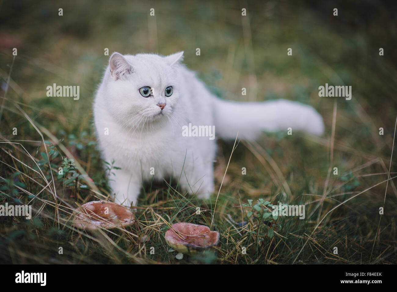 white silver shaded british shorthair cat in the autumn forest Stock ...