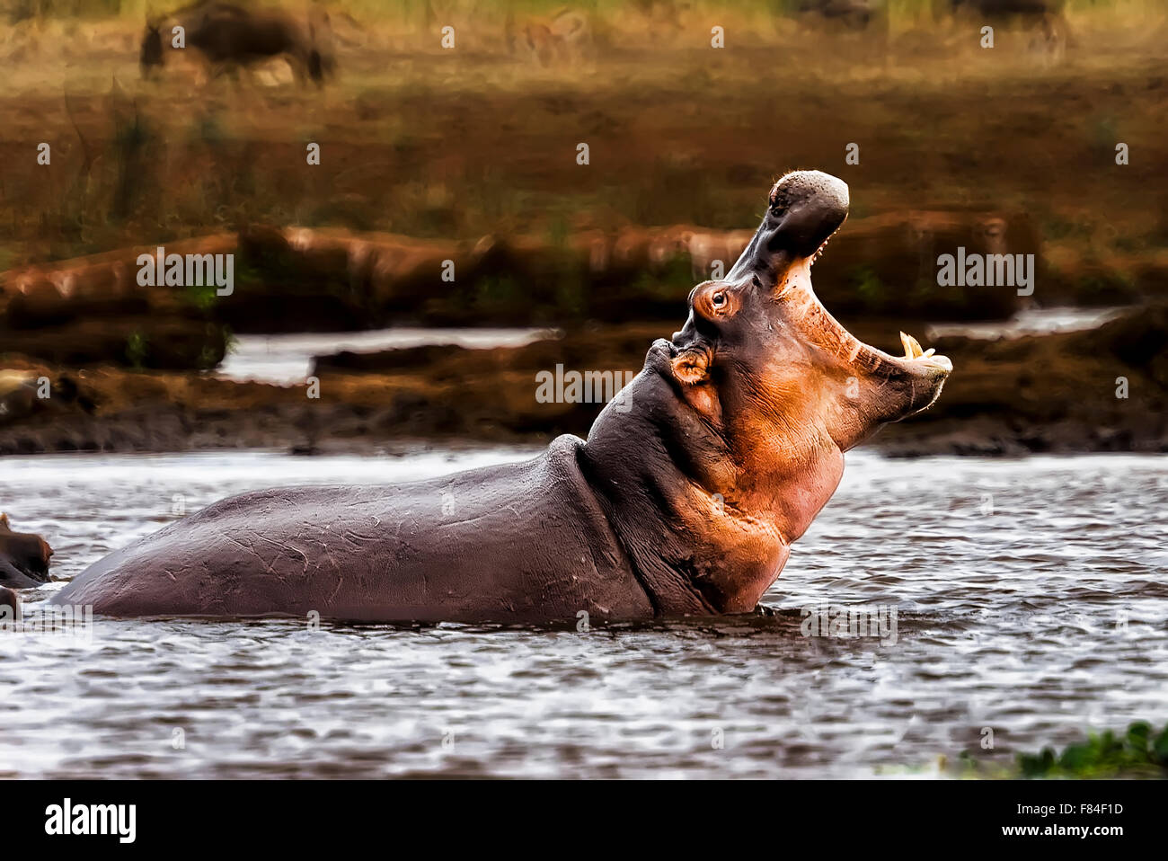 A hippo (Hippopotamus amphibius) screaming in Lake Manyara National ...