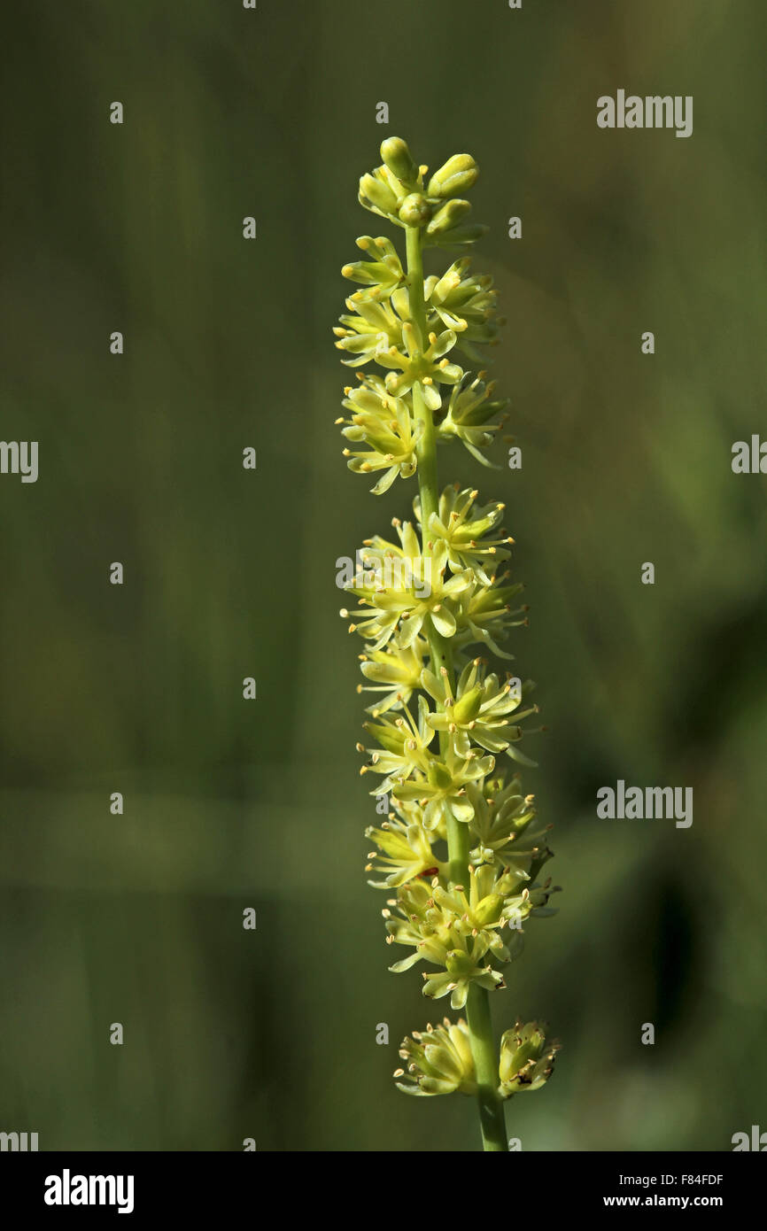 Inflorescence of Tofieldia calyculata growing on wet slope in North ...