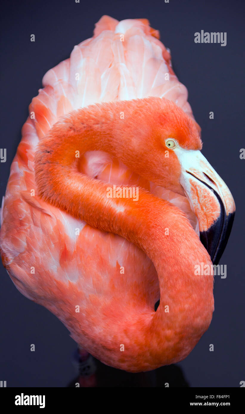 Orange flamingo hi-res stock photography and images - Alamy