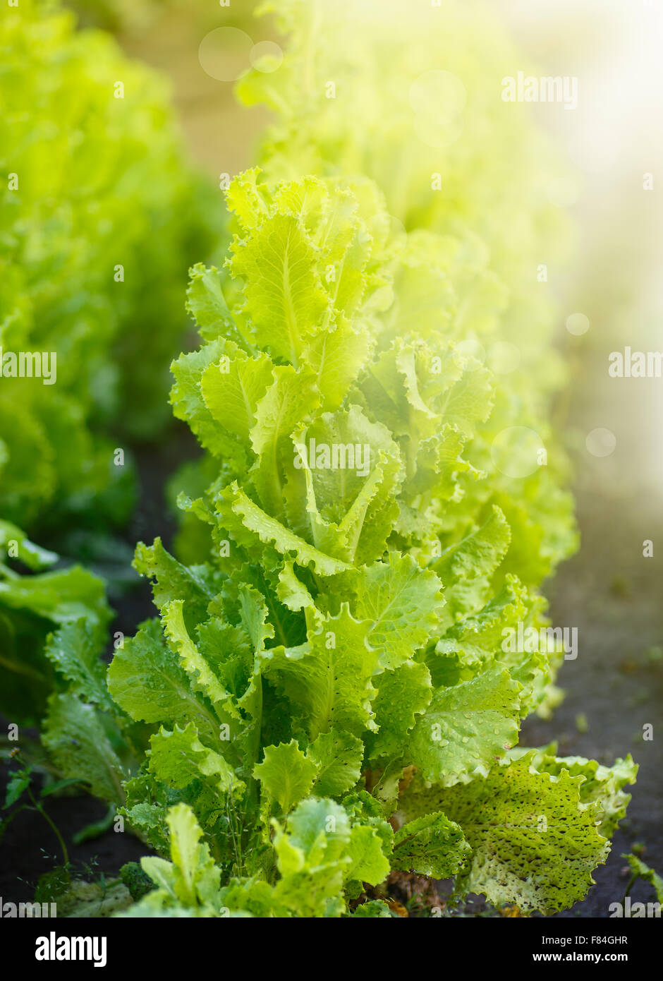 growing lettuce from the ground Stock Photo - Alamy