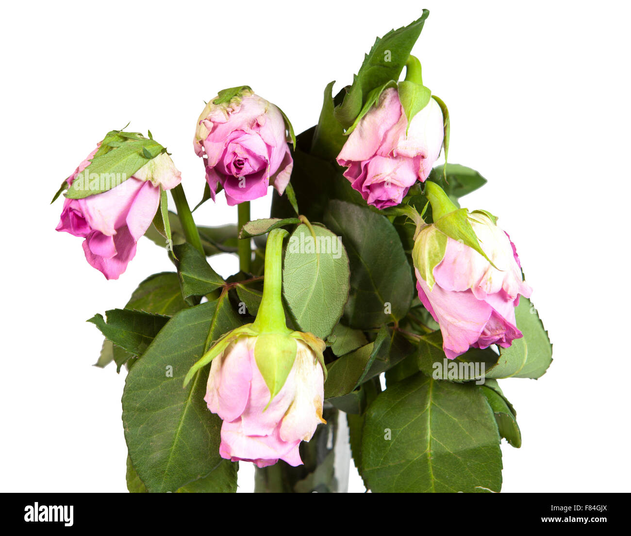 The dried-up, faded rose Stock Photo - Alamy