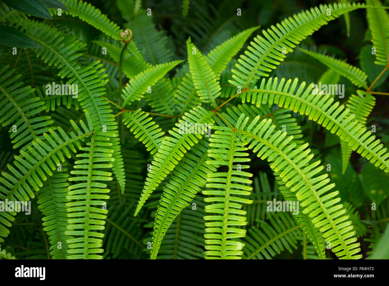Beautiful green fish bone furns growing outdoors in a lush tropical ...