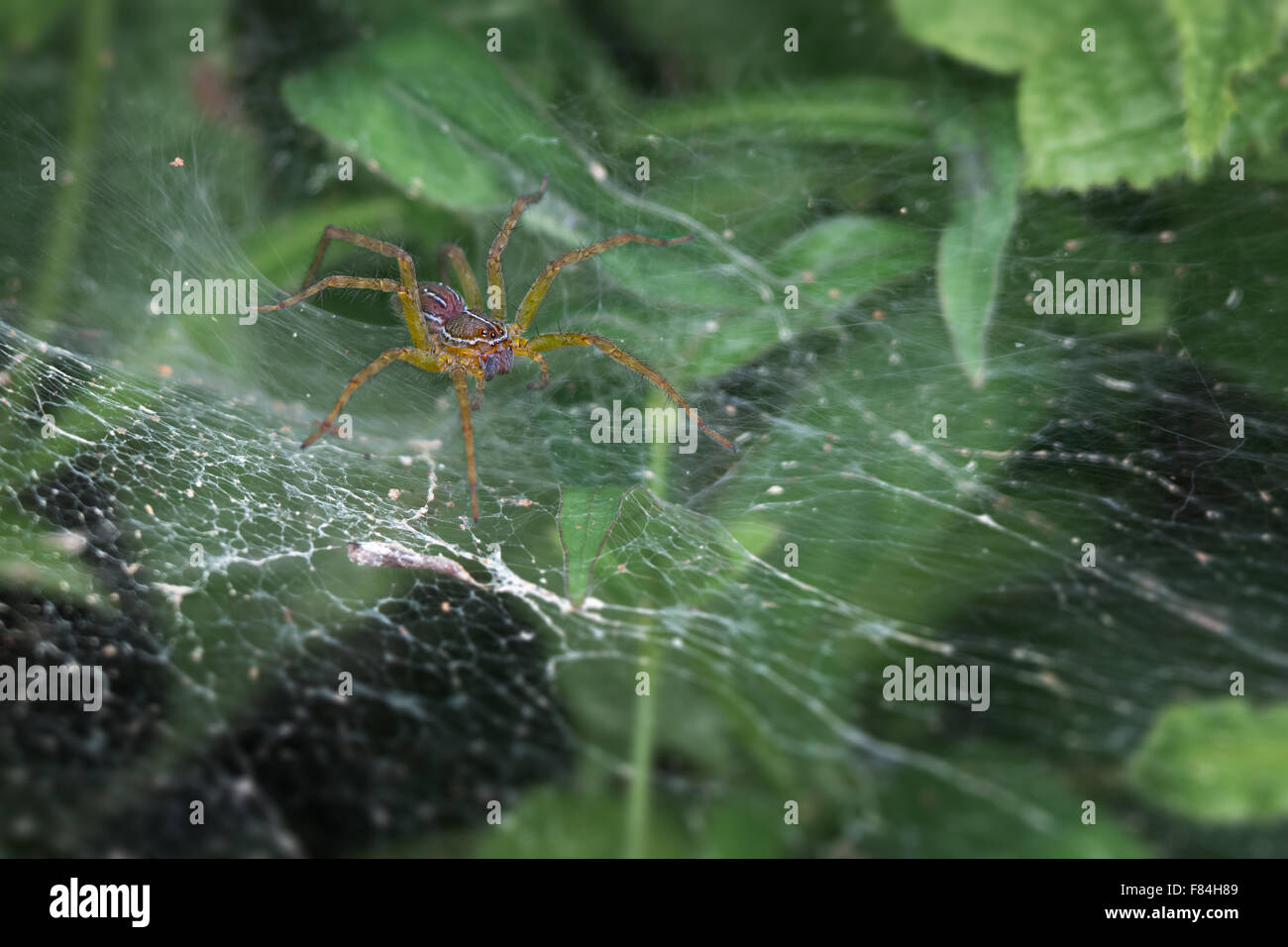 Scary spider spiders hi-res stock photography and images - Alamy
