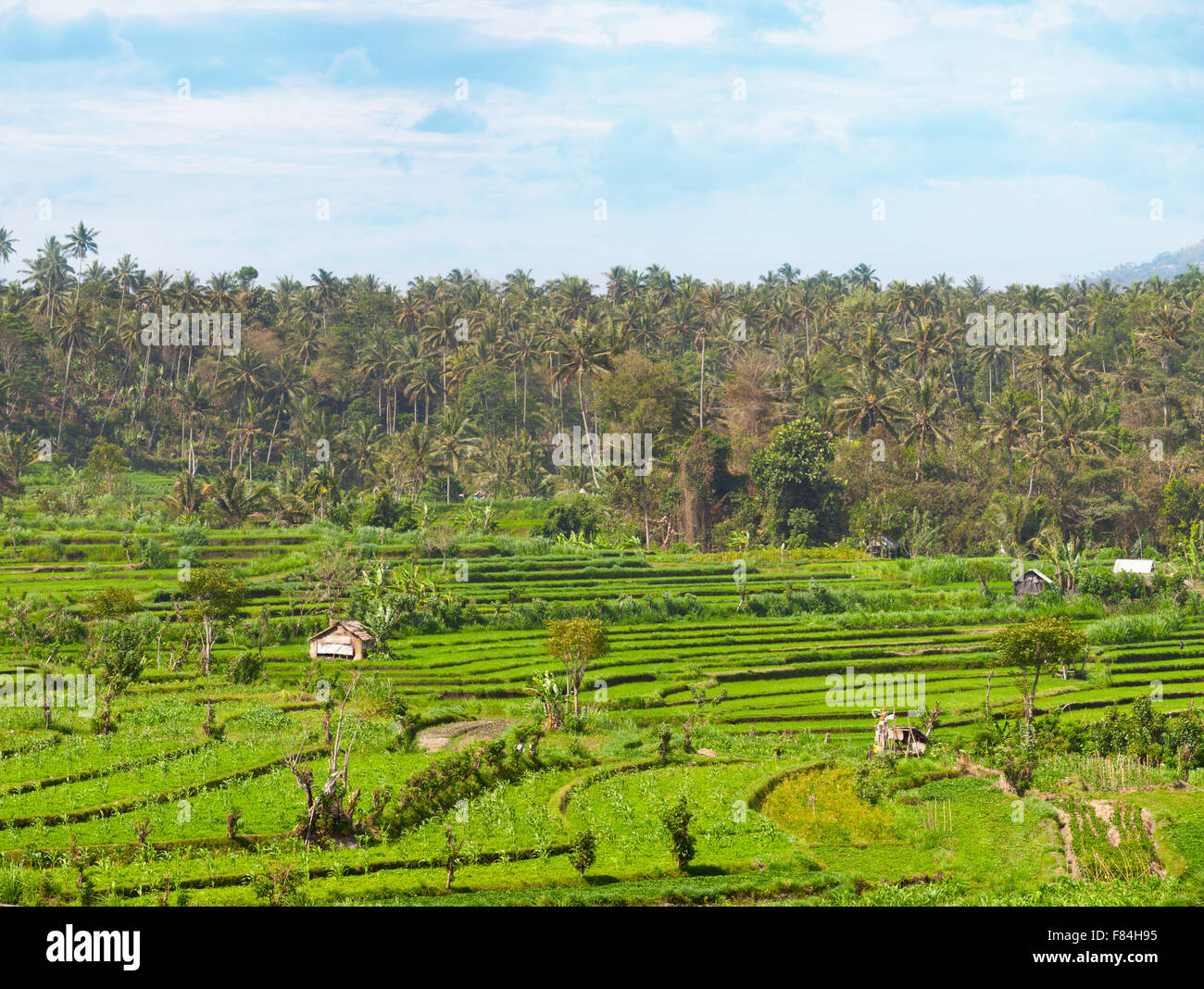 Rice, corn and other crops grow in teraced plots, with a coconut ...