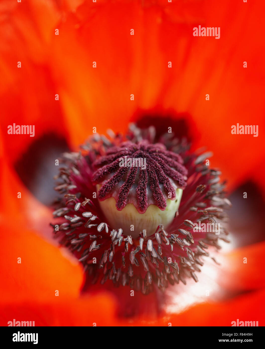 Vivid warm color hi-res stock photography and images - Alamy