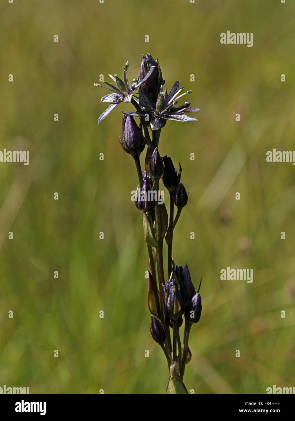Inflorescence of felwort (Swertia perennis) growing in spring fen in ...